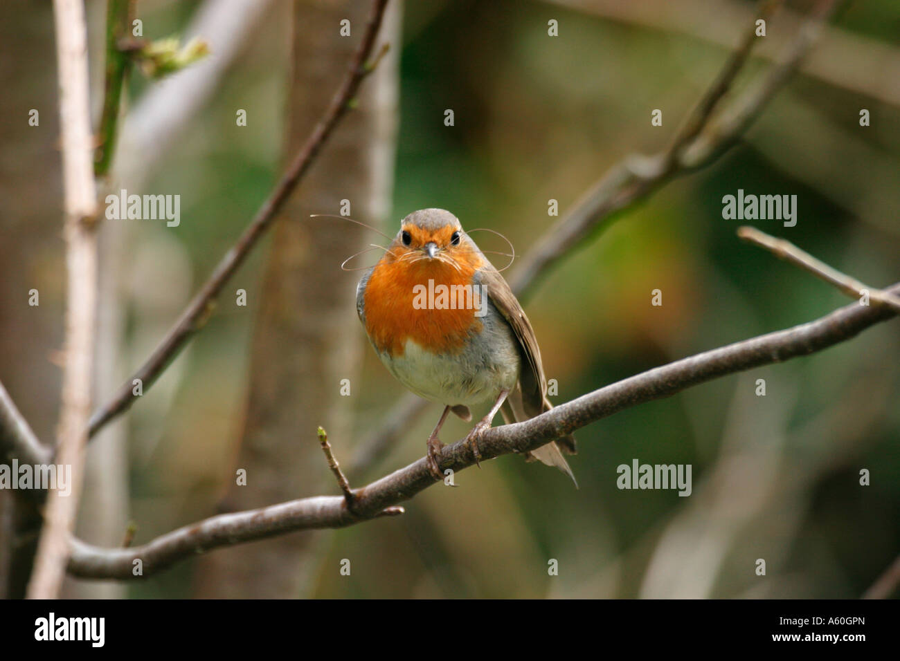 ROBIN ERITHACUS RUBECULA WITH NEST MATERIAL FRONT VIEW Stock Photo - Alamy