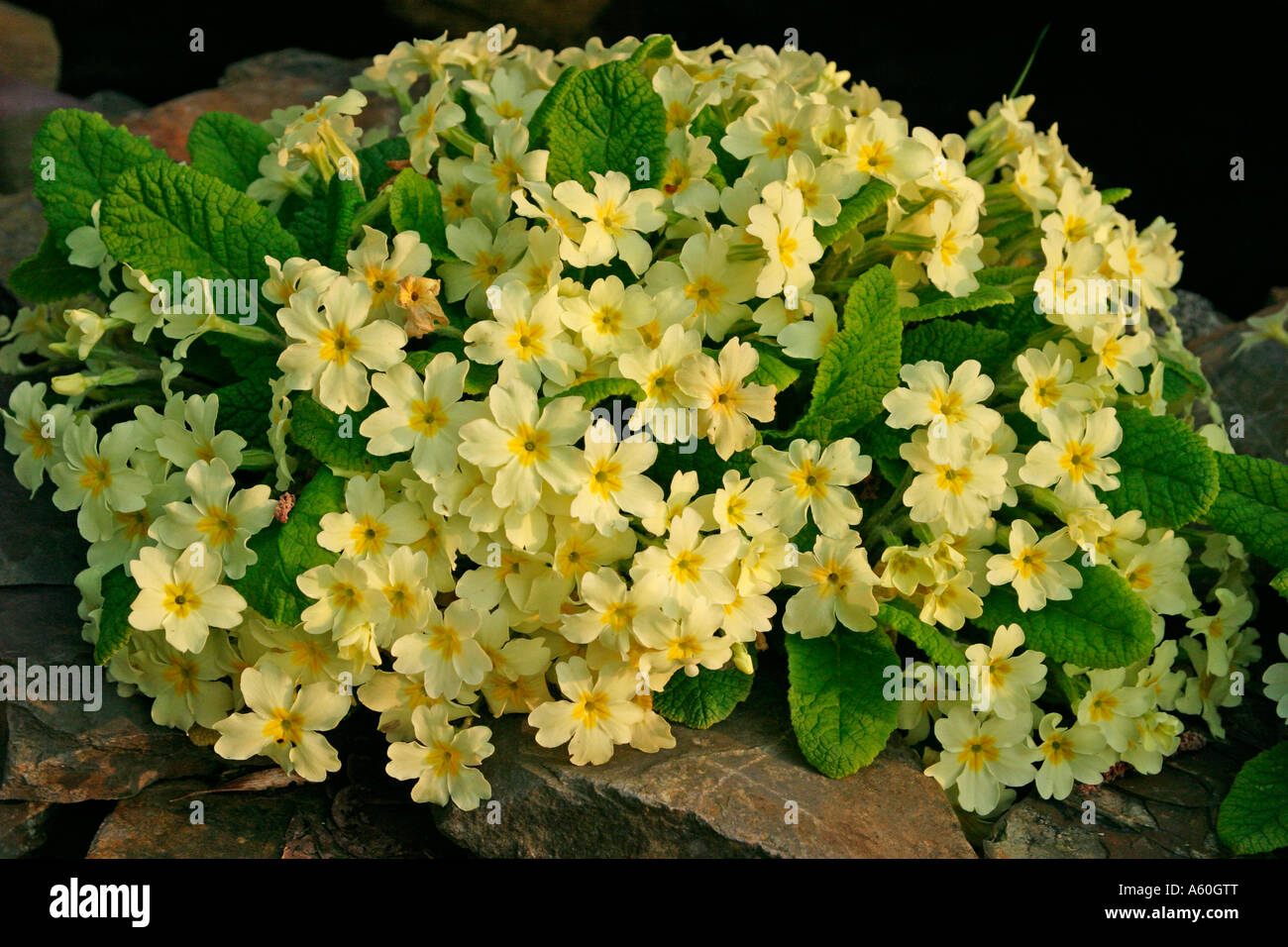 primrose (Primula vulgaris) plant in flower Stock Photo - Alamy