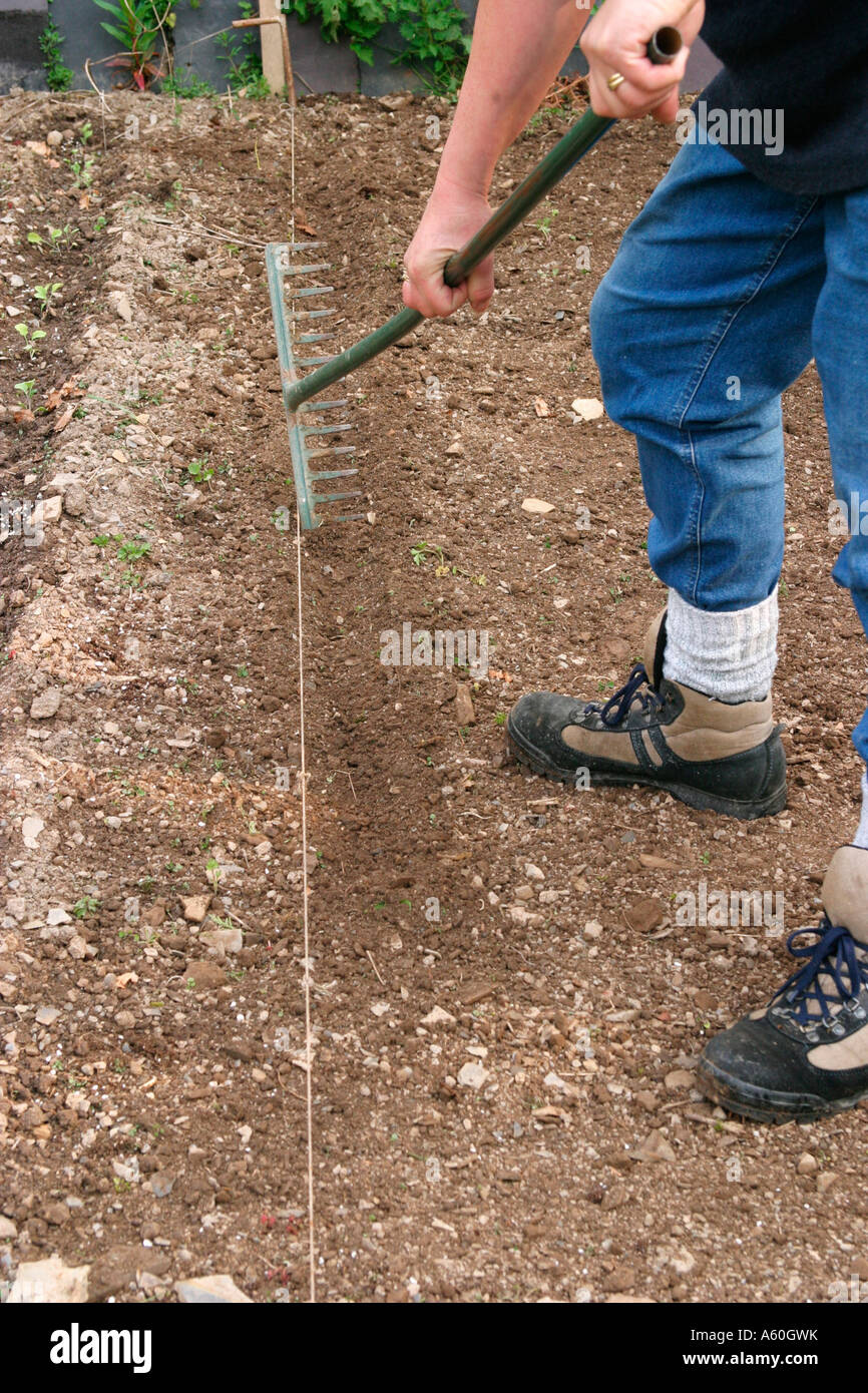 SOWING ONION SEED STEP1 USE RAKE TO MAKE A DRILL Stock Photo - Alamy