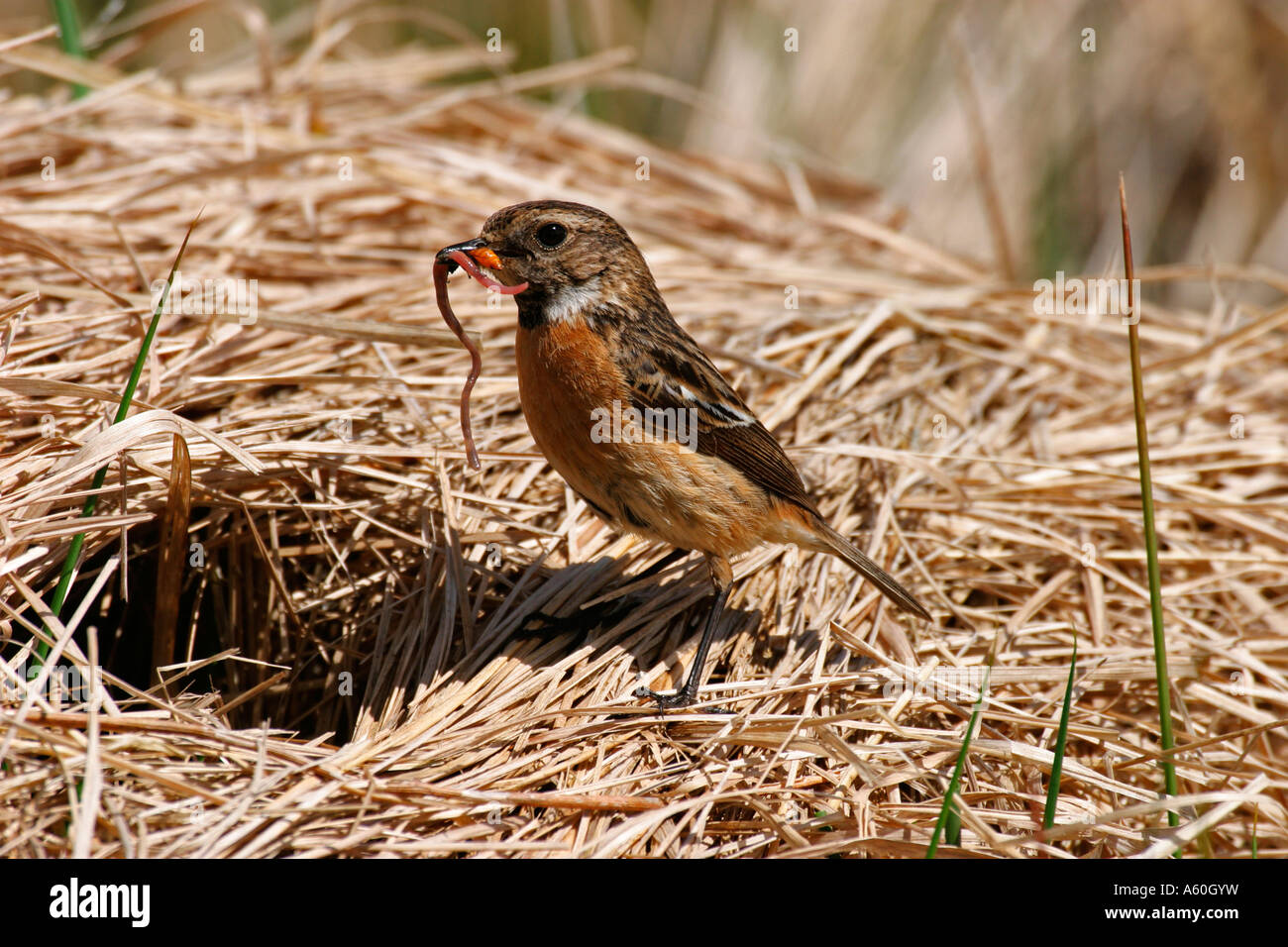 STONECHAT SAXICOLA TORQUATA FEMALE AT NEST WITH WORM SIDE VIEW Stock ...