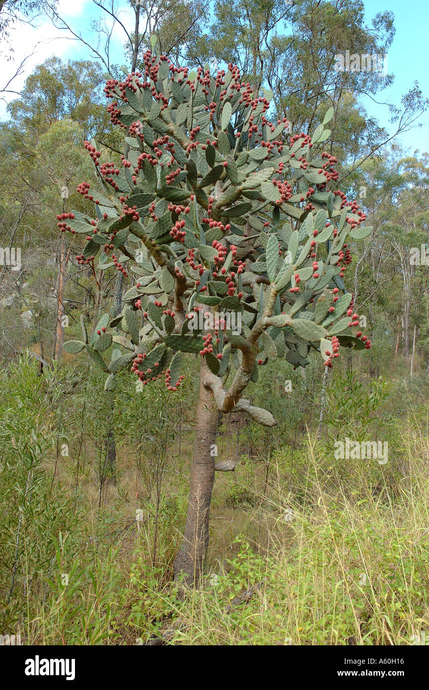 Prickly pear Opuntia ficus indicus cactus species bearing edible fruit ...