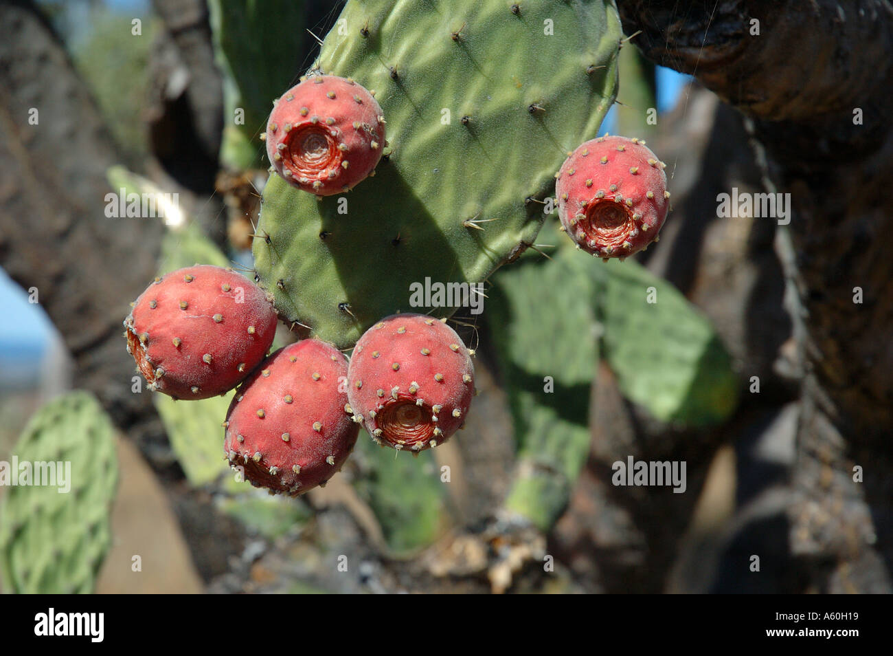 Prickly pear Opuntia ficus indicus cactus species bearing edible fruit ...