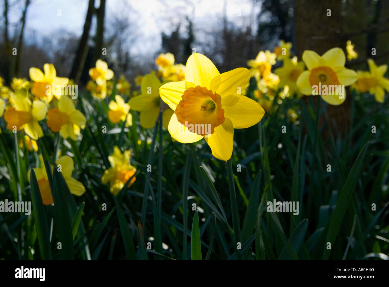 Horizontal close up of wild daffodil flowers in full bloom in the ...