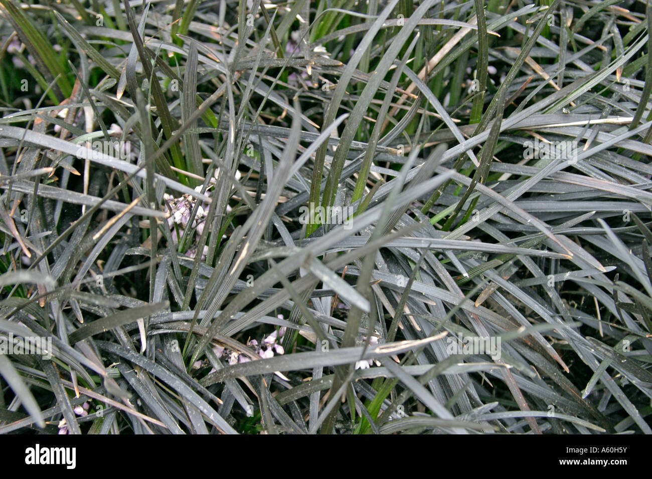 Ornamental grass Ophiopogon planiscapus close up Stock Photo - Alamy
