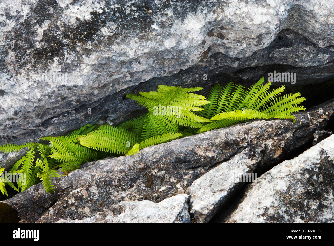Ferns Growing Inside A Rock Crevice On The Malham Limestone Escarpment ...