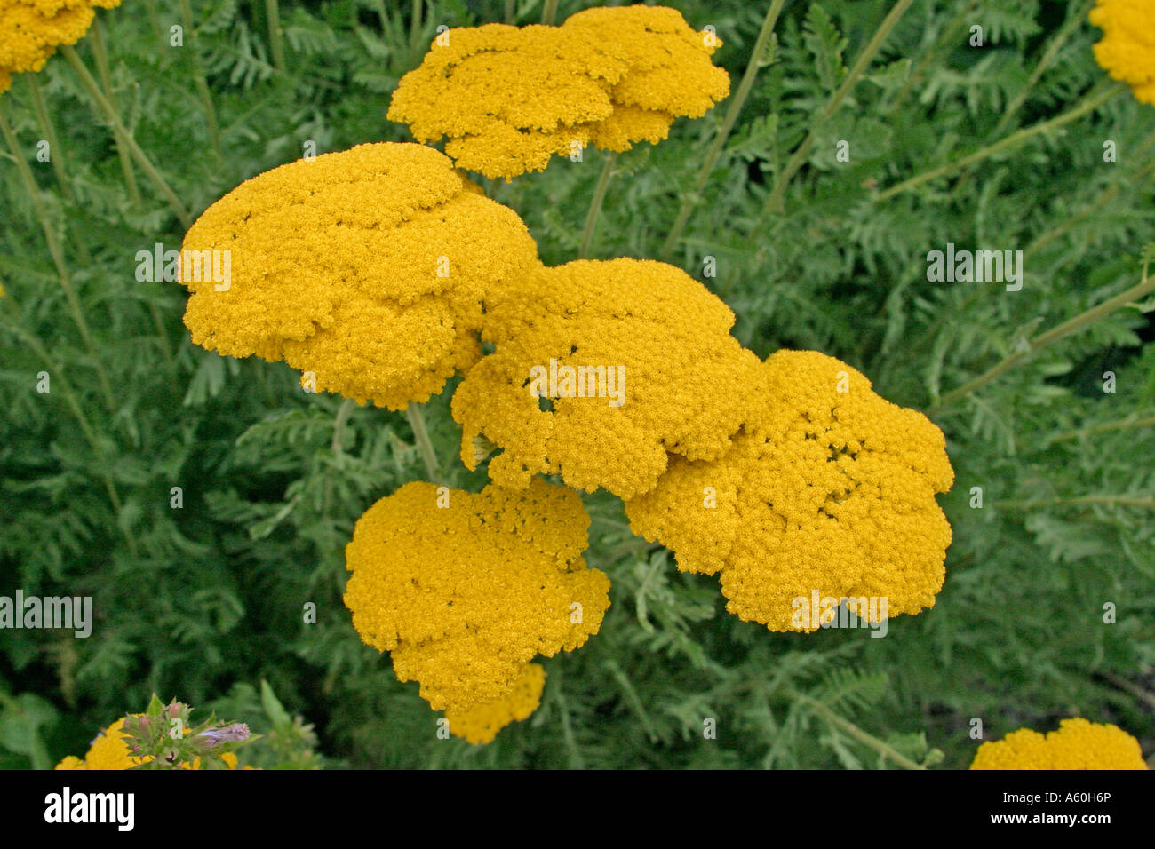 Achillea coronation gold plant in flower Stock Photo - Alamy