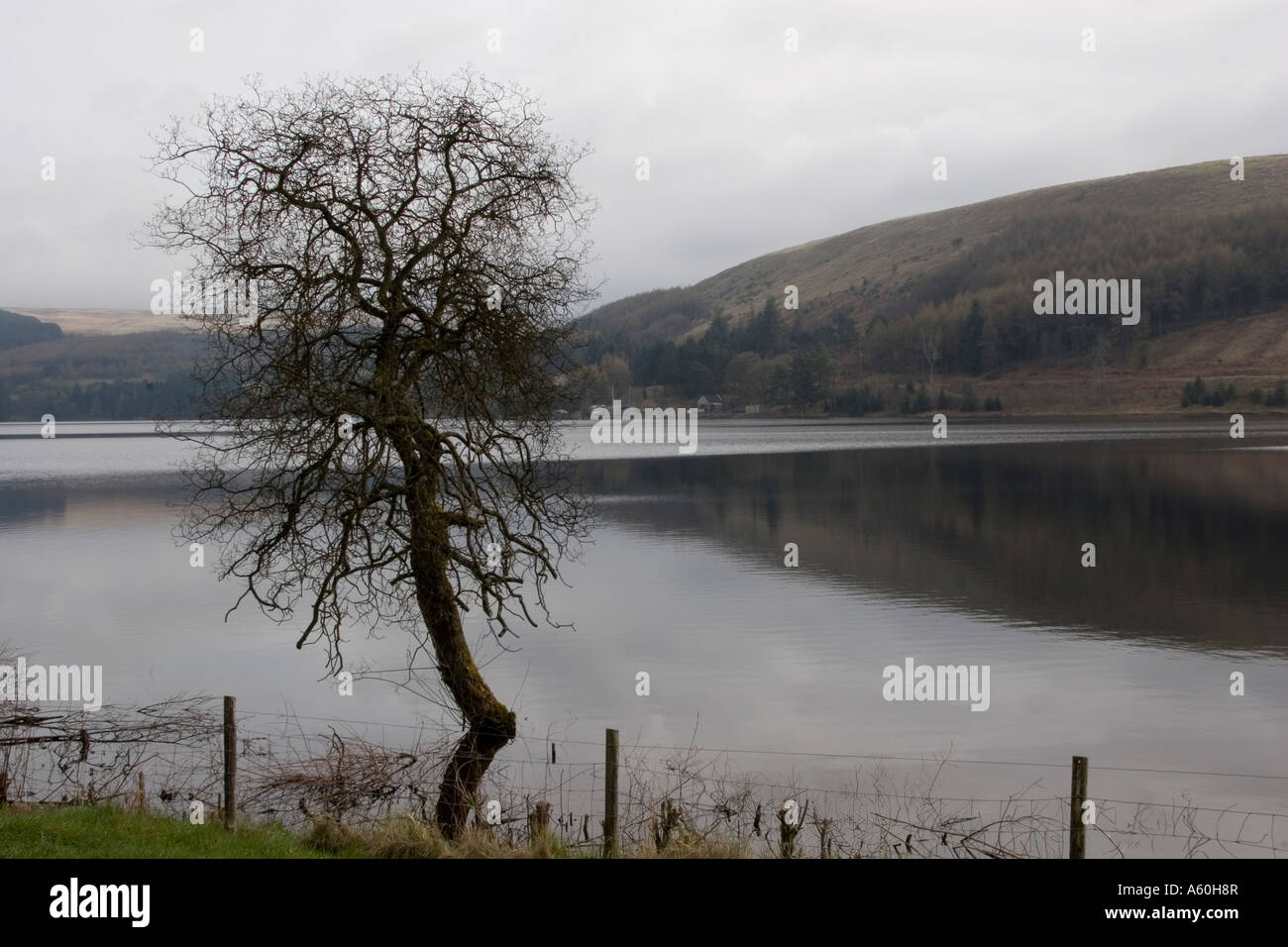 An autumn lone tree and reservoir Stock Photo - Alamy