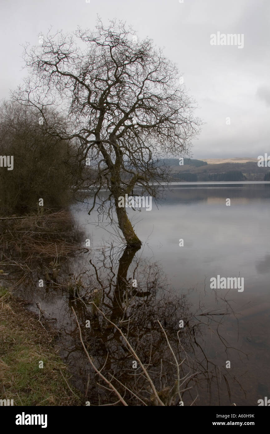 An autumn lone tree and reservoir Stock Photo - Alamy