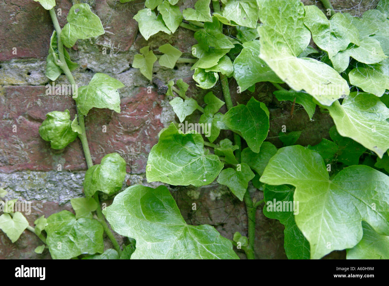 Ivy Hedera helix buttercup shady situation cu of plant Stock Photo - Alamy