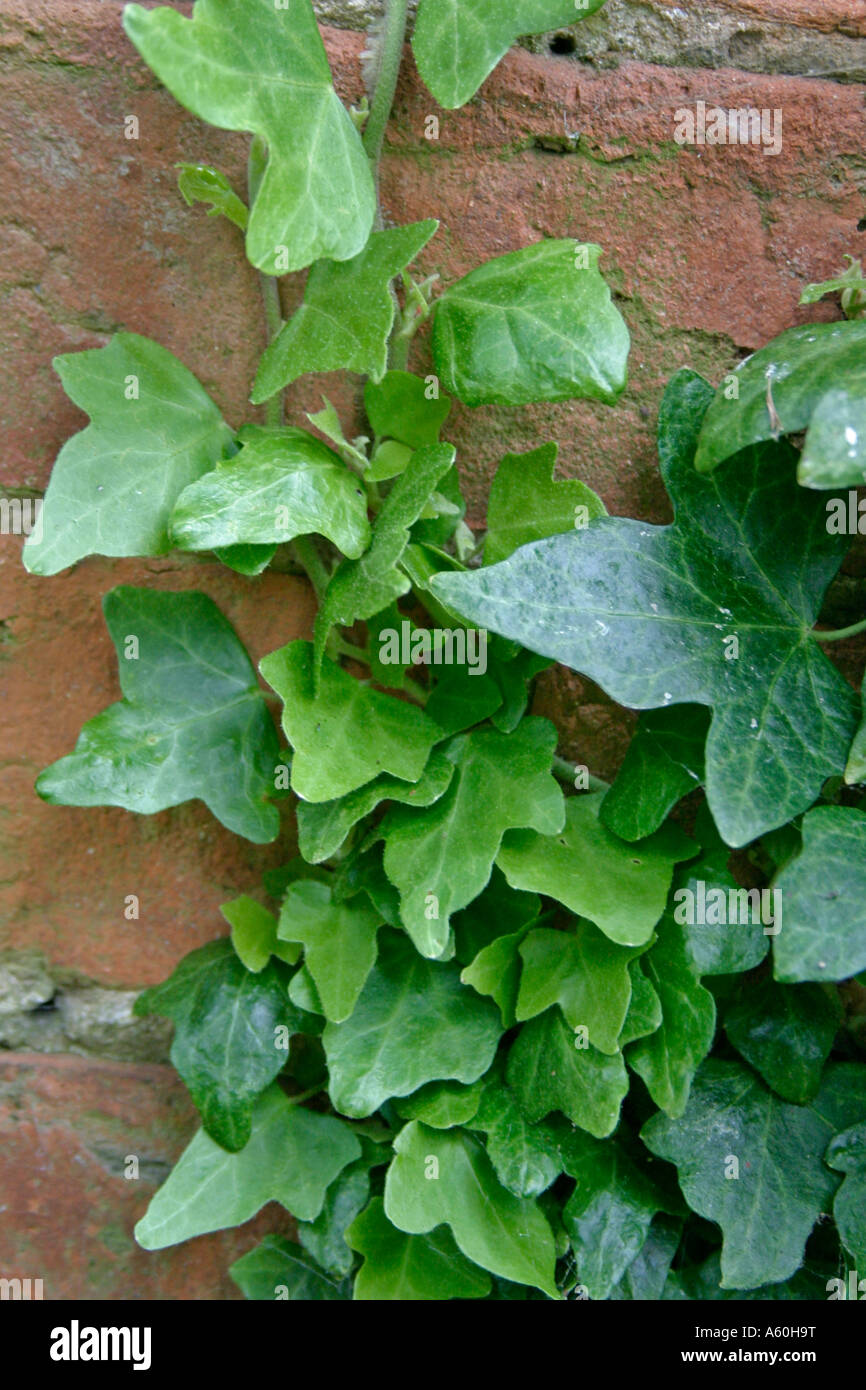 Duckfoot ivy hi-res stock photography and images - Alamy