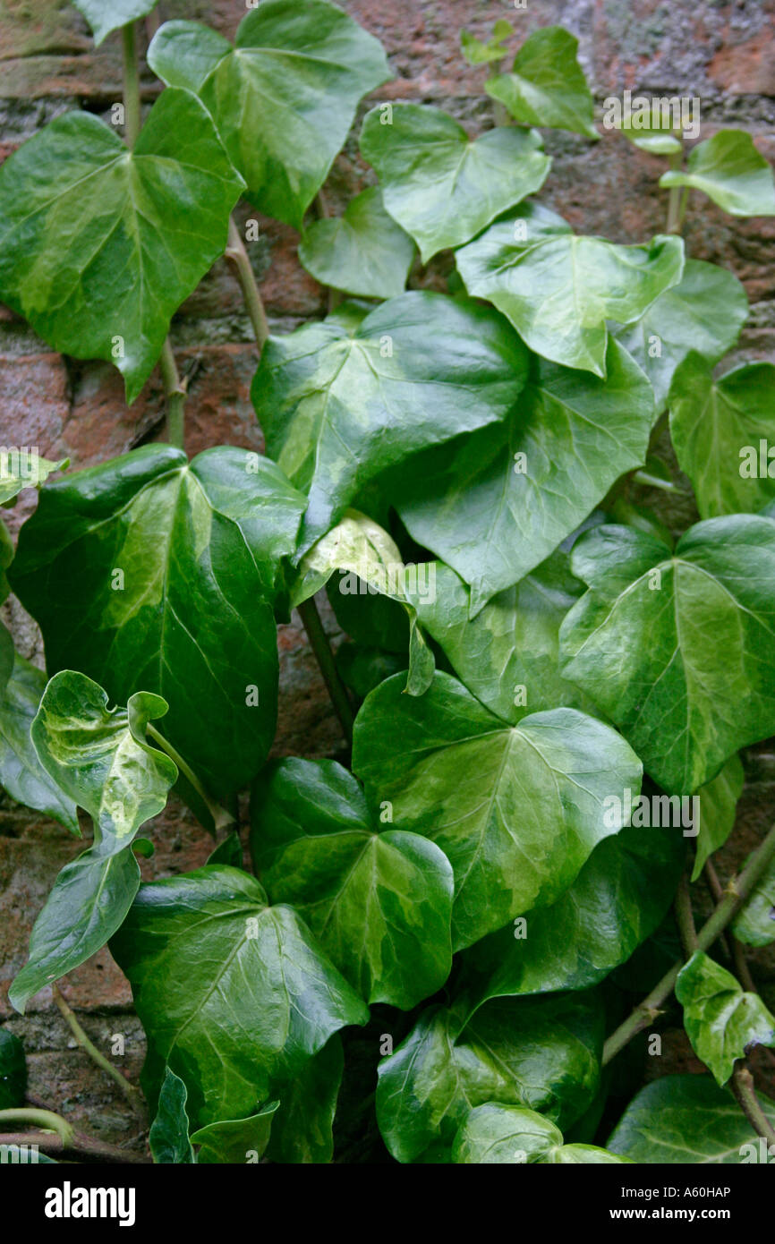 Hedera colchica hi-res stock photography and images - Alamy