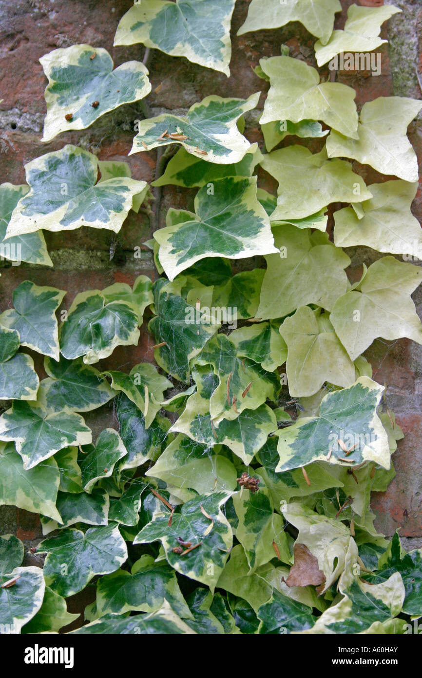 Ivy goldchild hi-res stock photography and images - Alamy