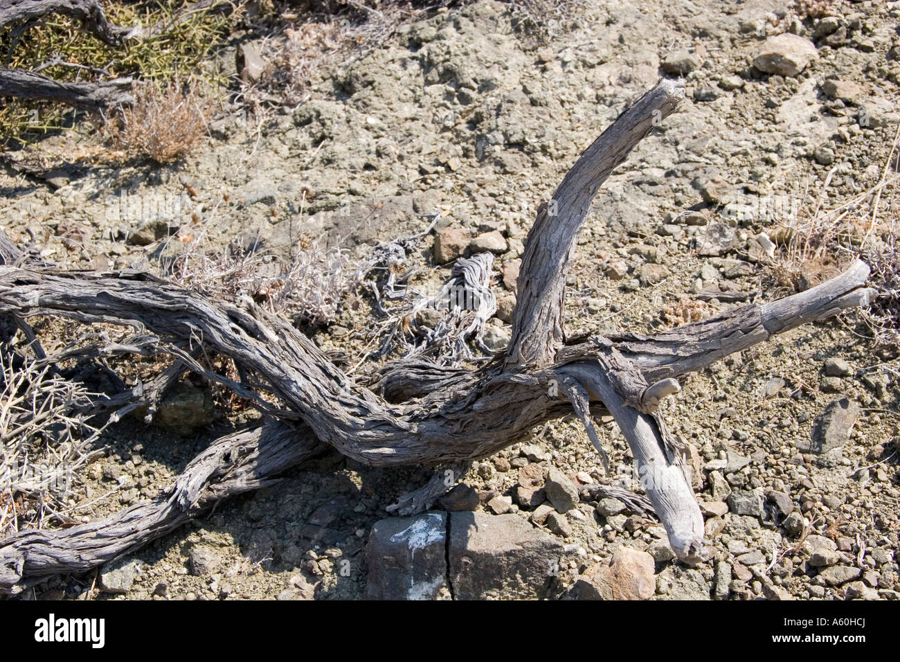 Decaying log hi-res stock photography and images - Alamy