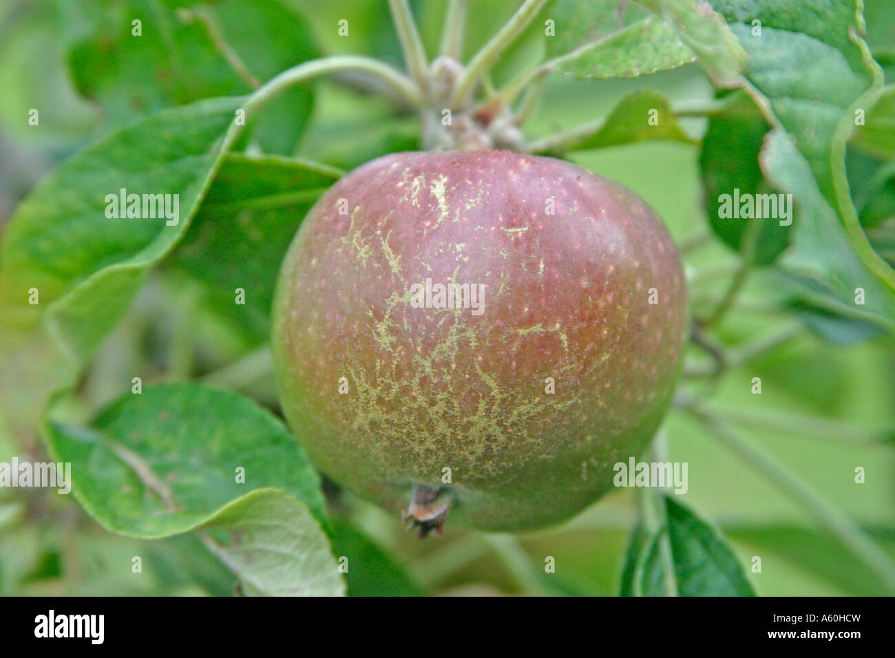 Margil hi-res stock photography and images - Alamy