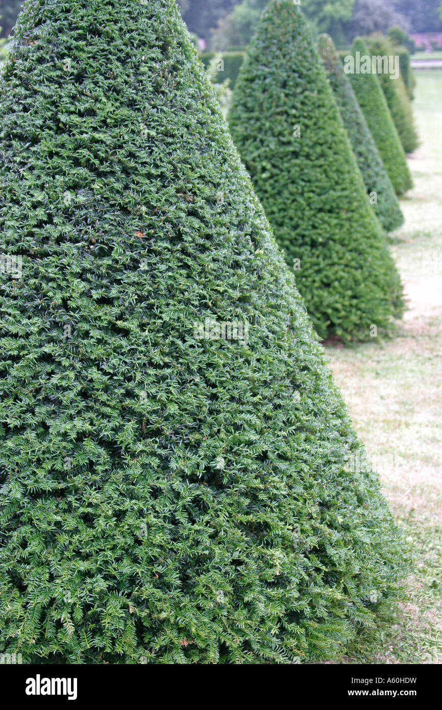 Topiary yew pyrimids Stock Photo - Alamy