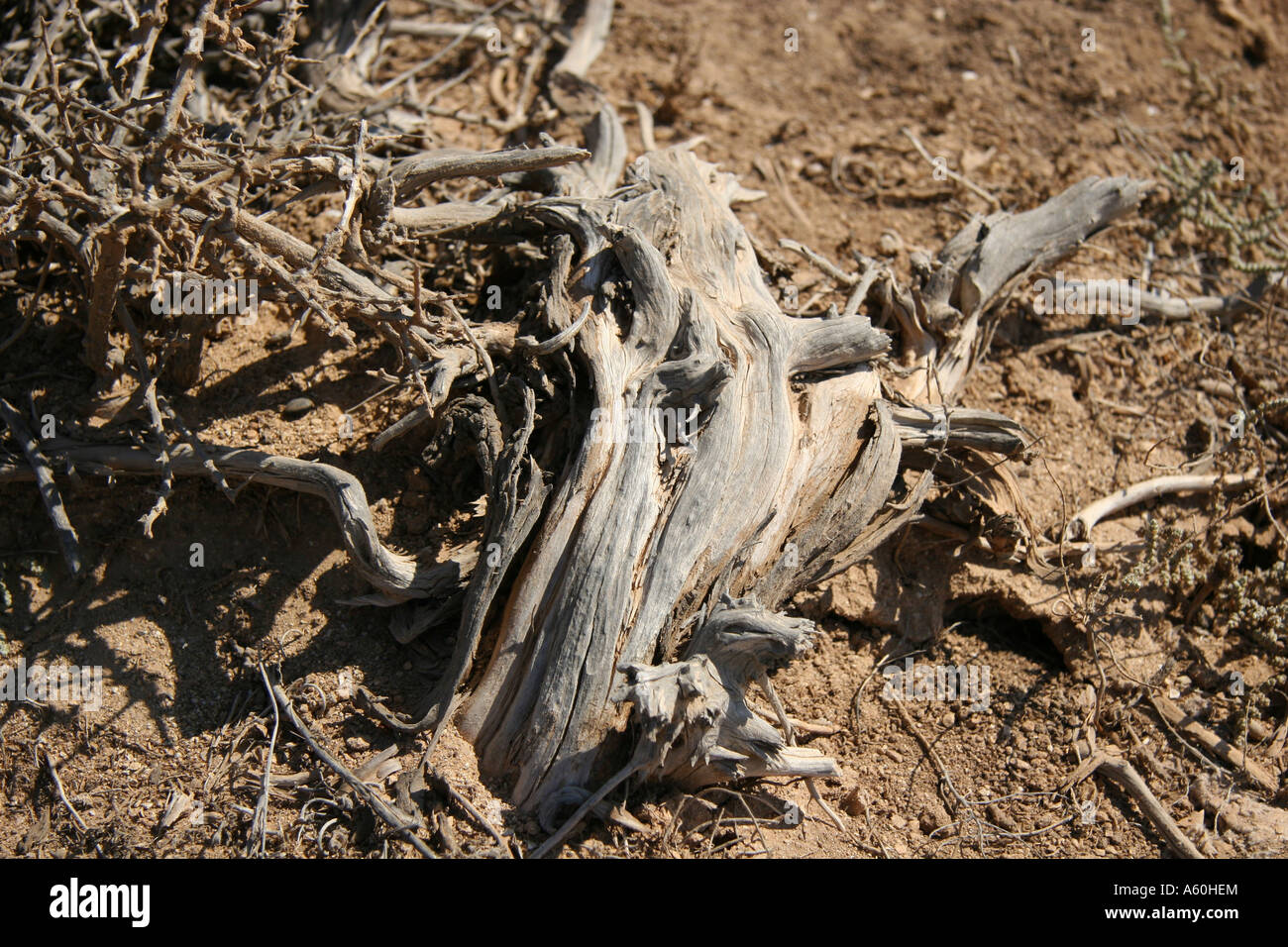 Decaying log hi-res stock photography and images - Alamy