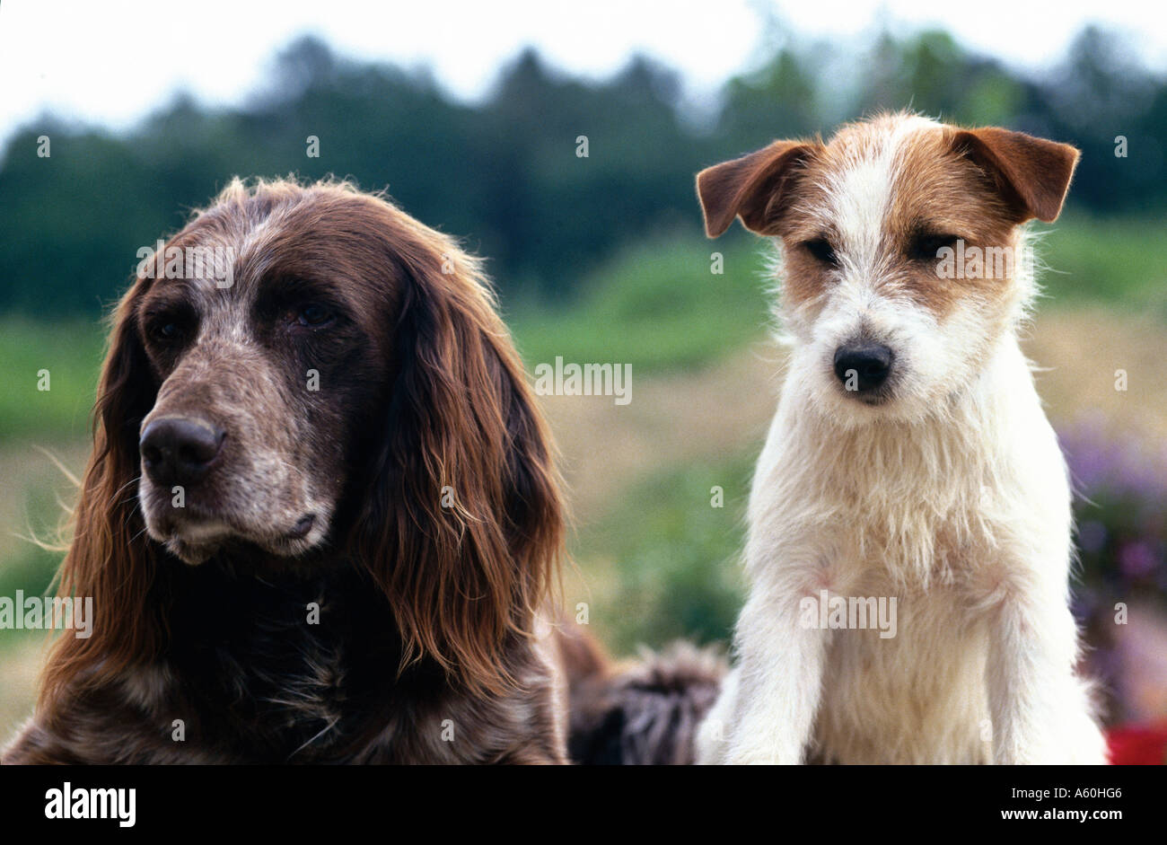 Close-up of Jack Russel and German Longhaired Pointer Stock Photo - Alamy