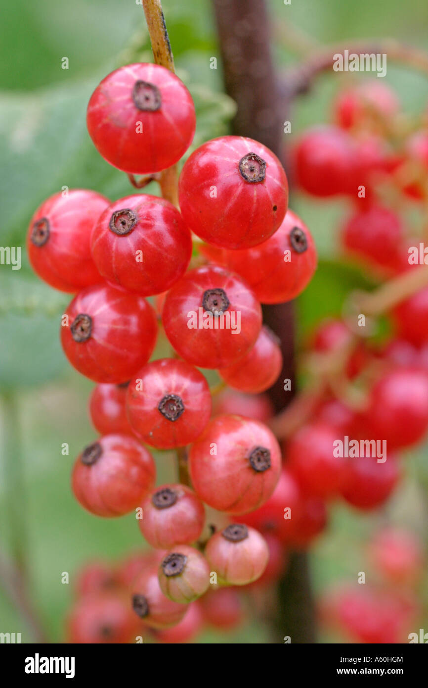 red currents Red lake close up of fruit on bush Stock Photo - Alamy