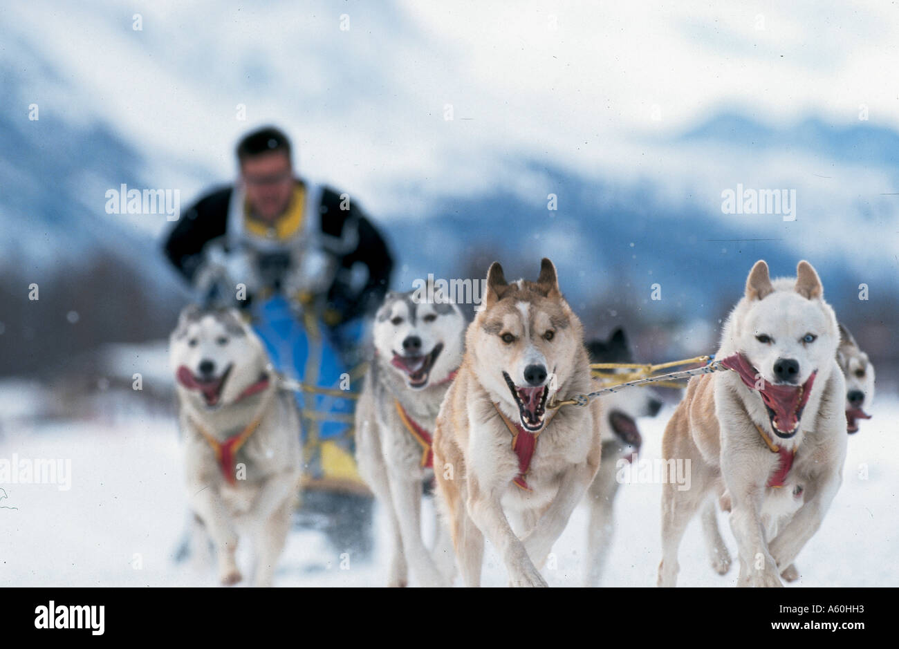 Person being pulled by dogs on sledge Stock Photo - Alamy