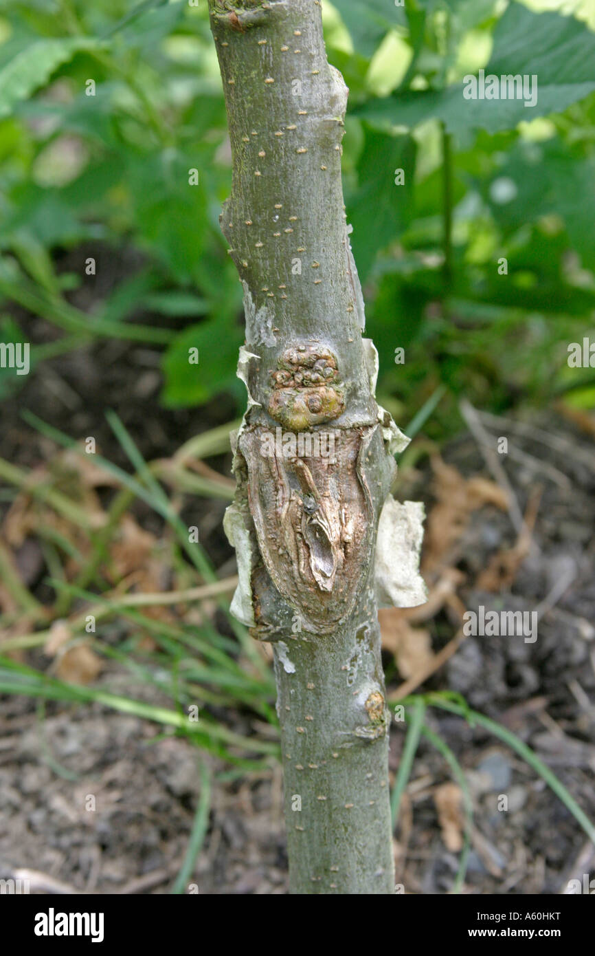 Apple graft approx one year old Stock Photo - Alamy