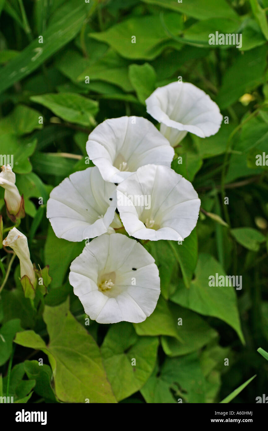 Bindweed plant hi-res stock photography and images - Alamy