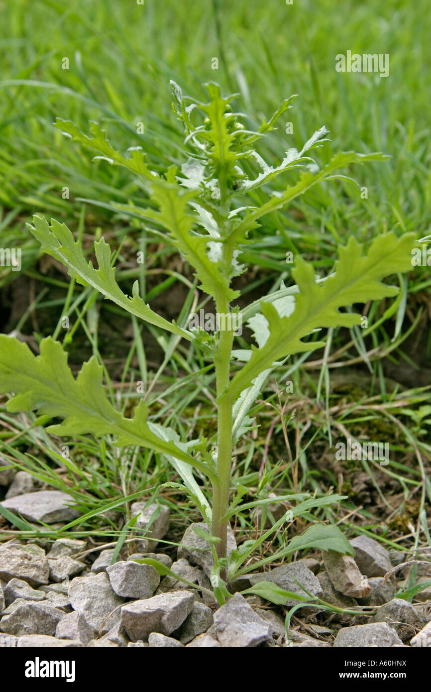 Groundsel plant growing through shingle Stock Photo - Alamy