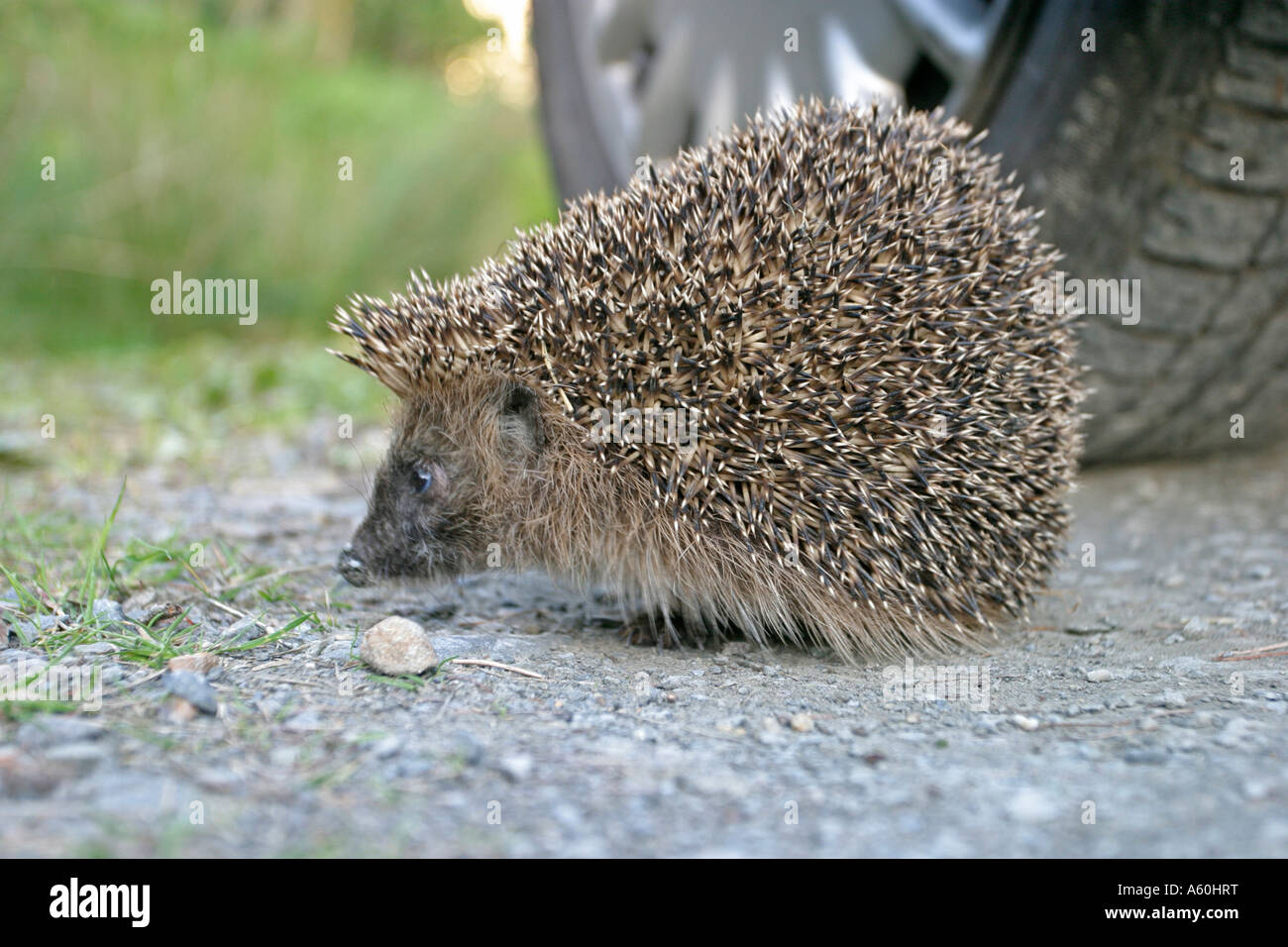 Hedgehog Erinaceus europaeus crossing road in front of car Stock Photo ...