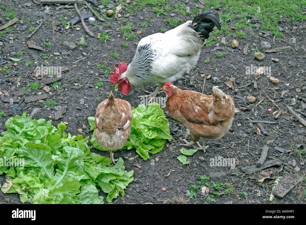 Chickens eat the tender green leaves from bolting lettuce Stock Photo ...
