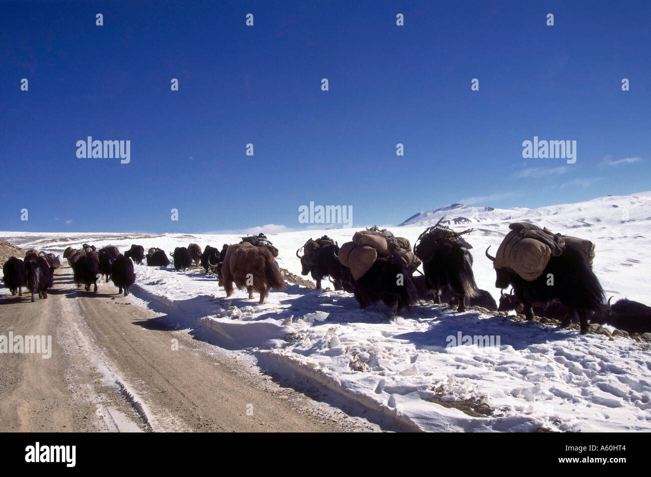 Carrying cows hi-res stock photography and images - Alamy