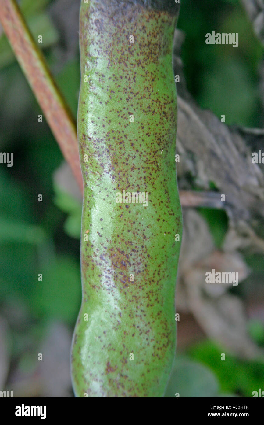 Bean chocolate spot Botrytis fabae showing spots on mature pod Stock ...