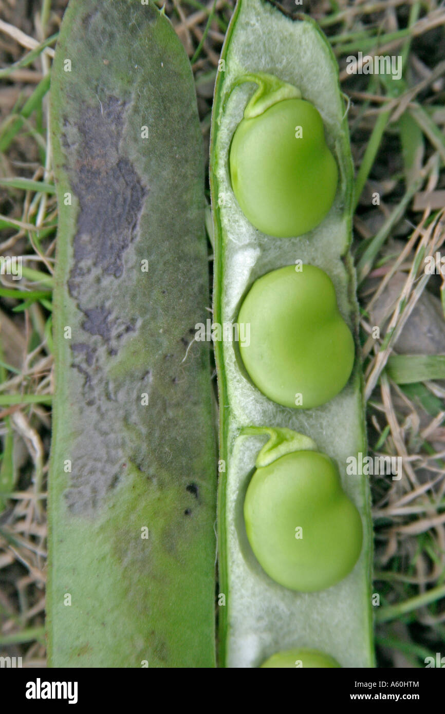 Bean chocolate spot Botrytis fabae the beans are not affected ...