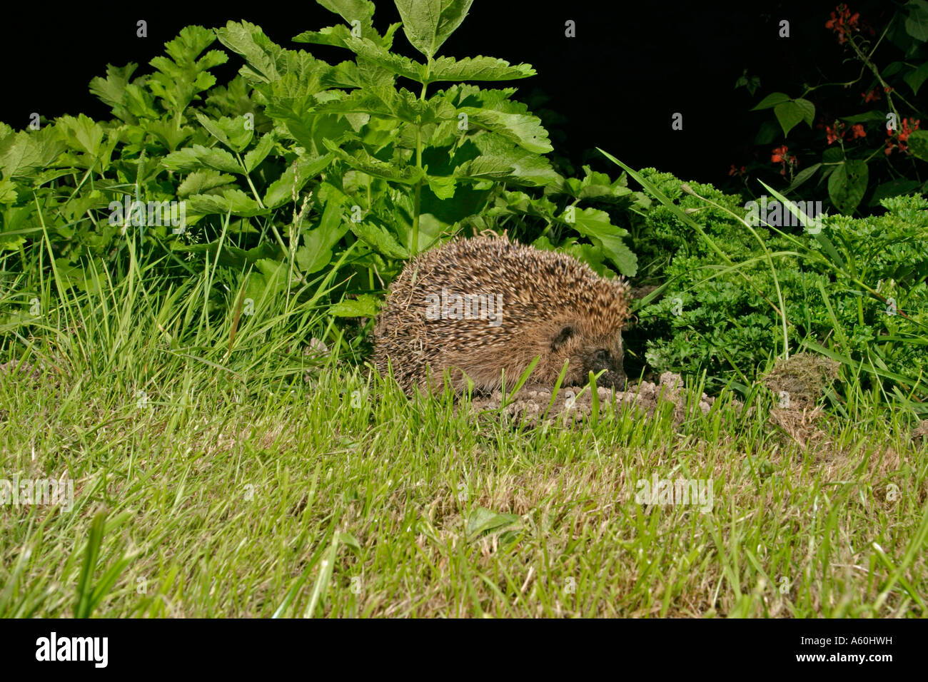 Hedgehog Erinaceus europaeus in vegetable garden sv Stock Photo - Alamy