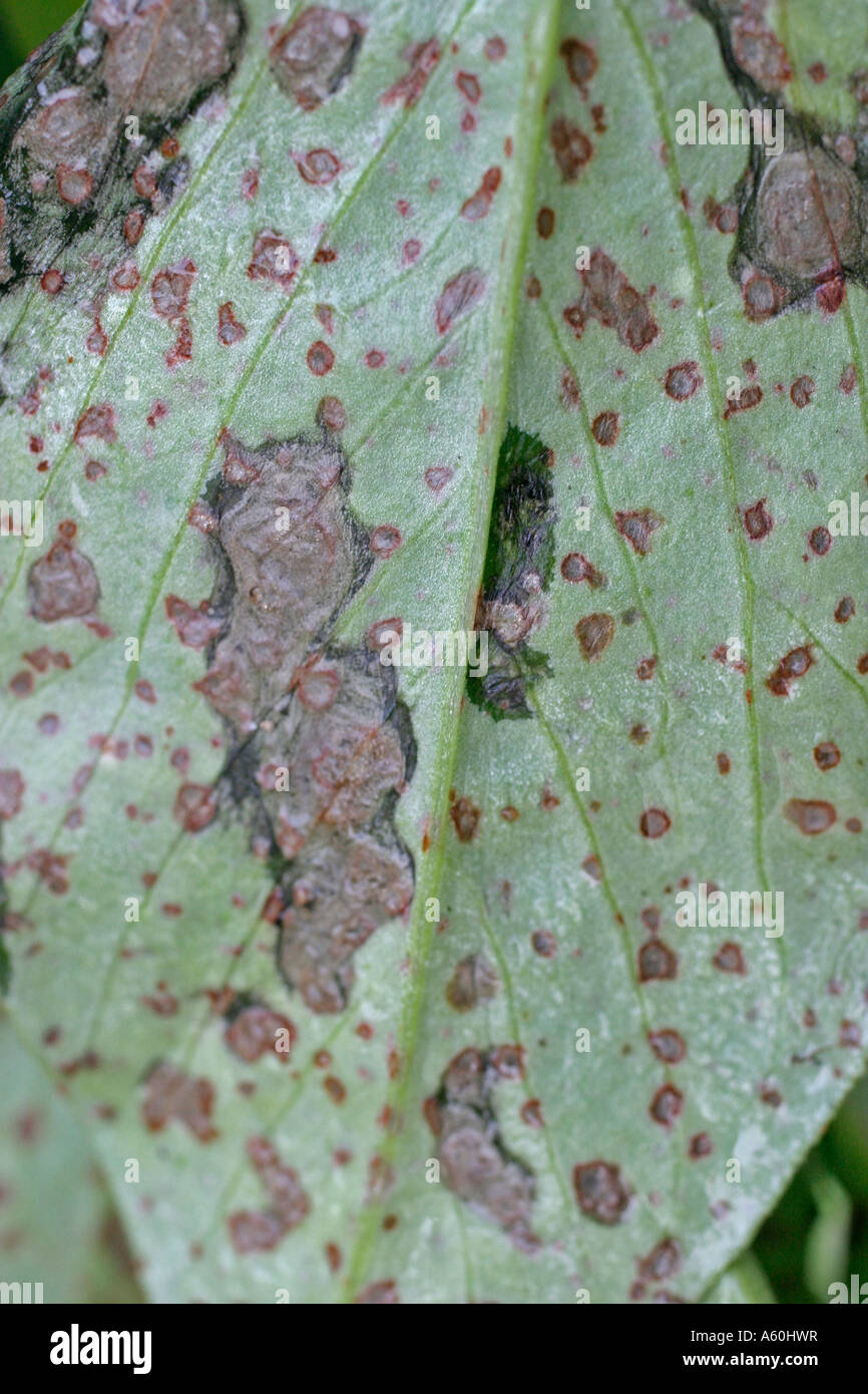 Bean chocolate spot Botrytis fabae showing underside of leaf cu Stock ...
