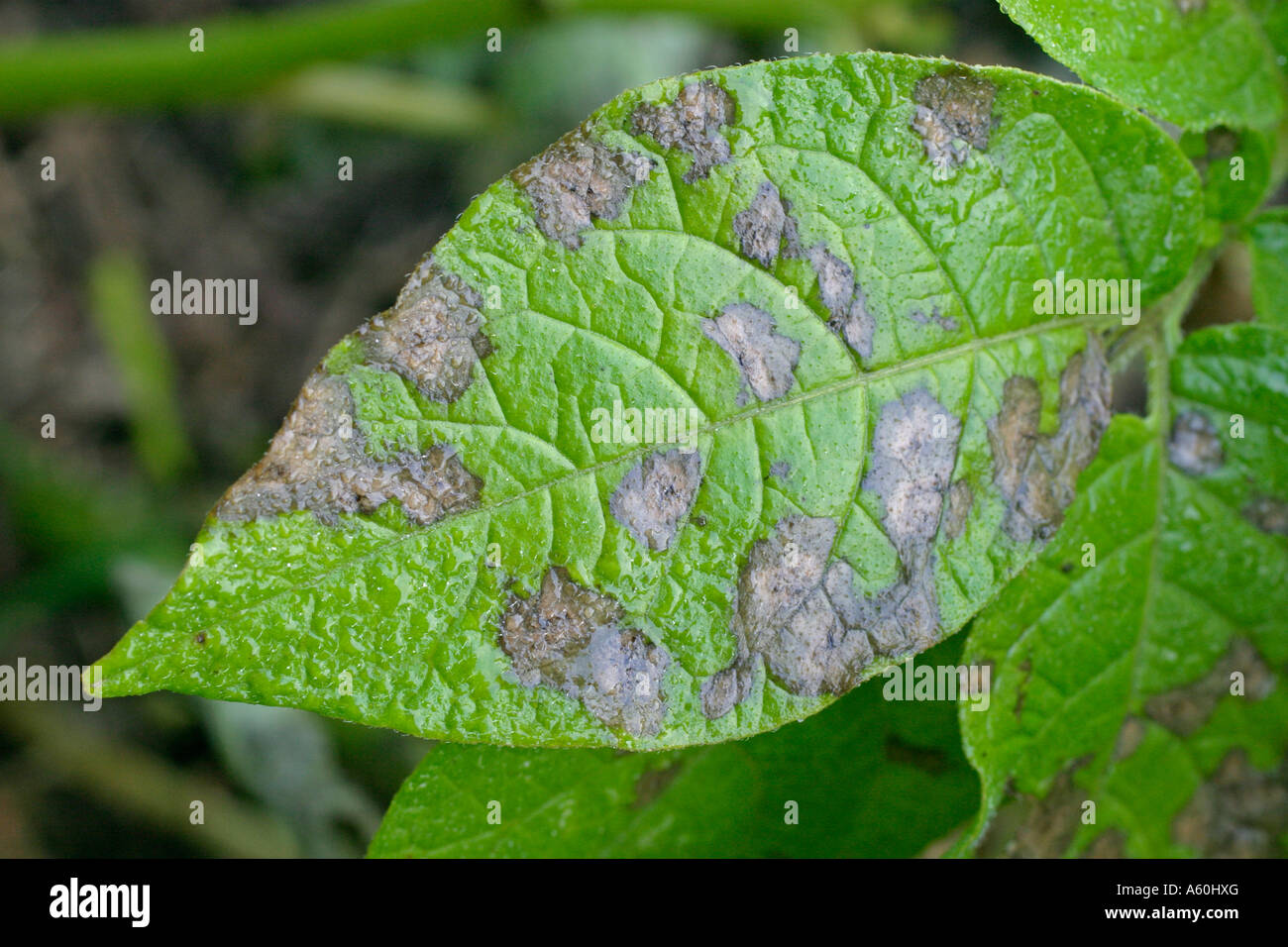Potato blight Phytophora infestans close up of infected leaf top ...