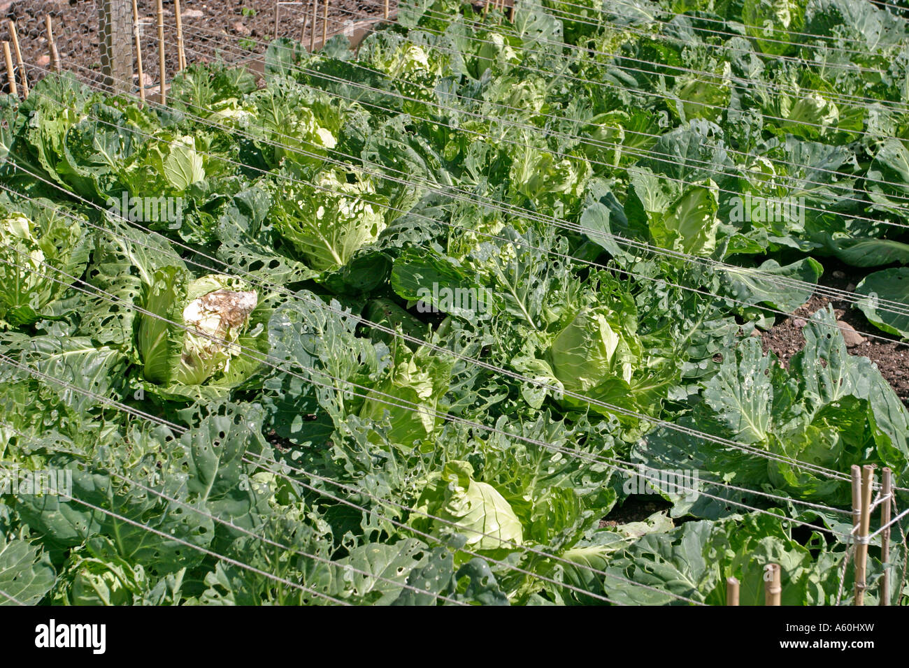 cabbage butterfly attack strings do not protect cabbages from butterfly ...