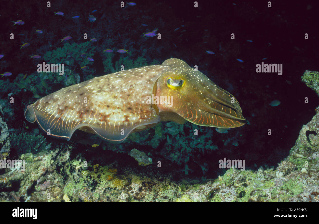 Close-up of squid, Papua New Guinea, Pacific Stock Photo - Alamy