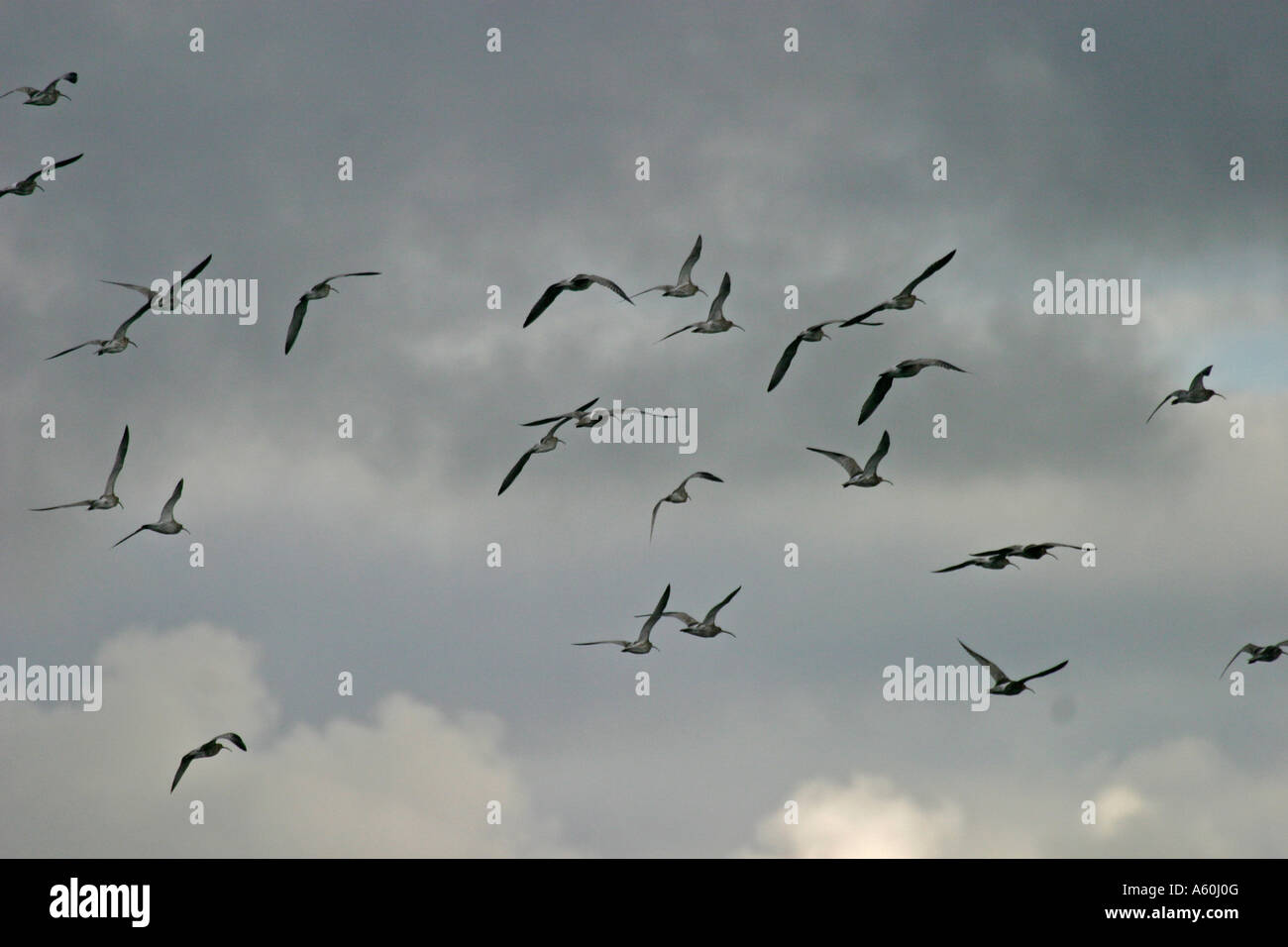 CURLEW NUMENIUS ARQUATA FLOCK IN FLIGHT Stock Photo - Alamy
