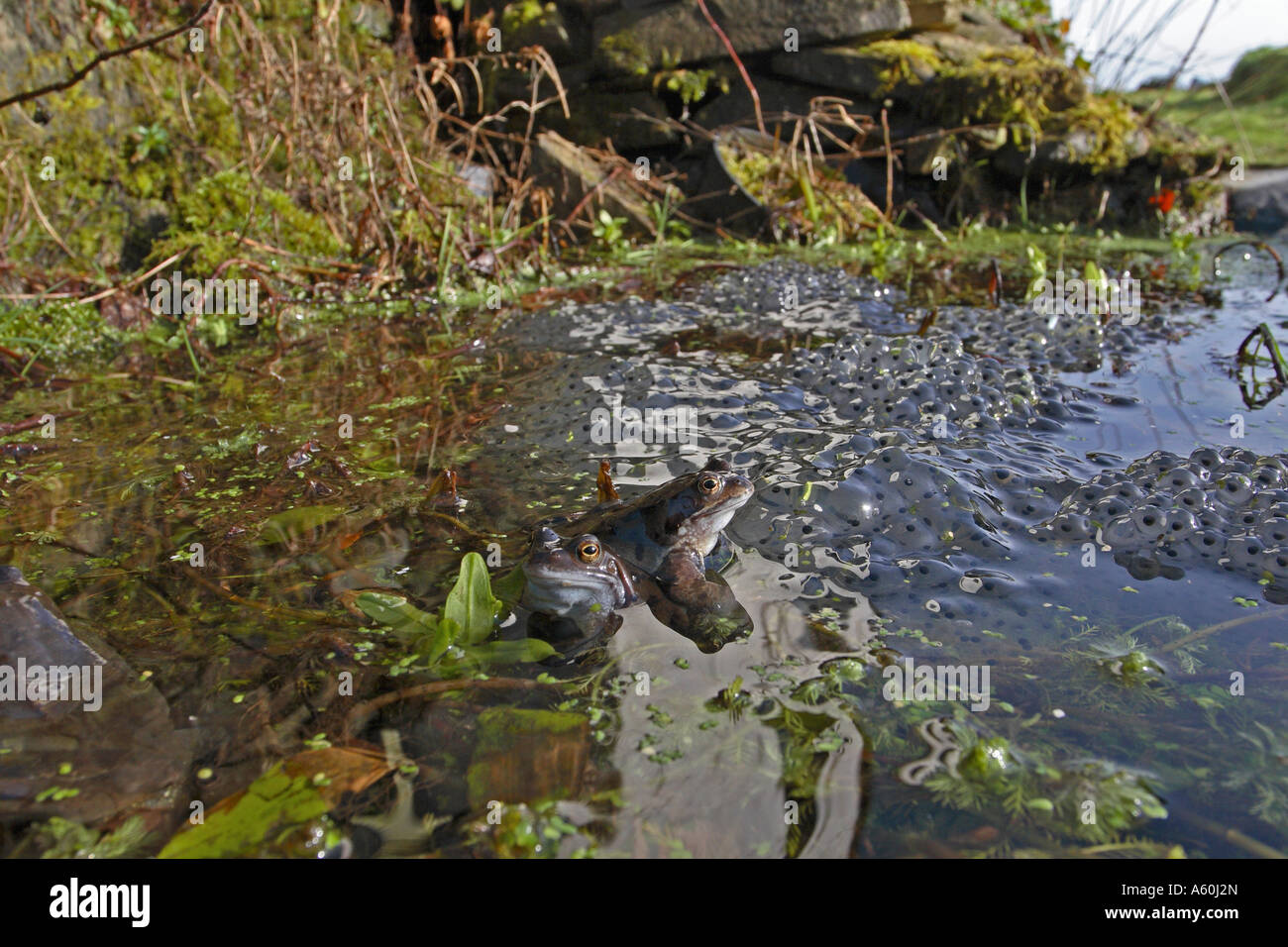 Rana temporia hi-res stock photography and images - Alamy