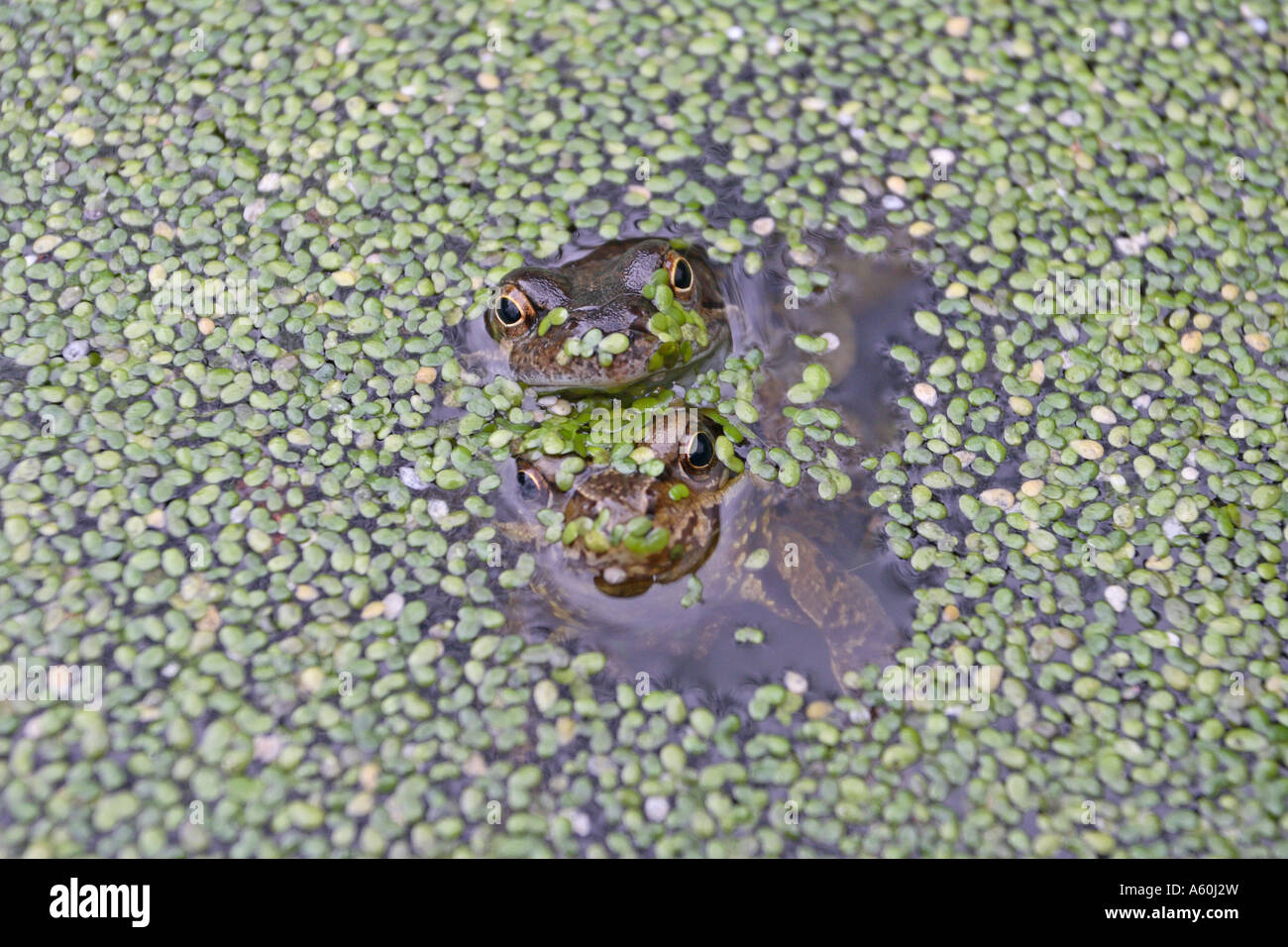 COMMON FROG RANA TEMPORIA PAIR IN AMPLEXUS IN DUCKWEED TOP VIEW Stock ...