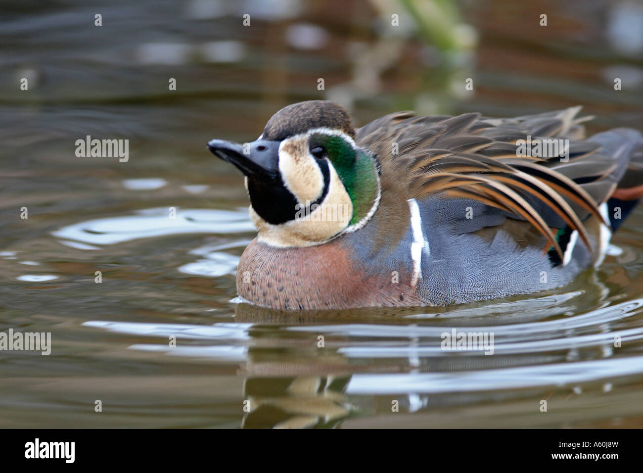 BAIKAL TEAL ANAS FORMOSA DRAKE DISPLAYING FV Stock Photo - Alamy