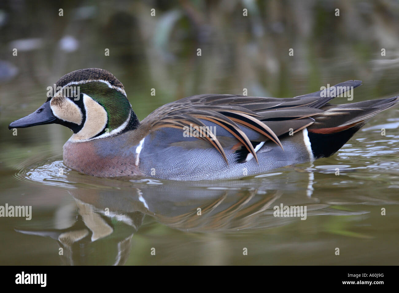 Baikal teal anas formosa hi-res stock photography and images - Alamy