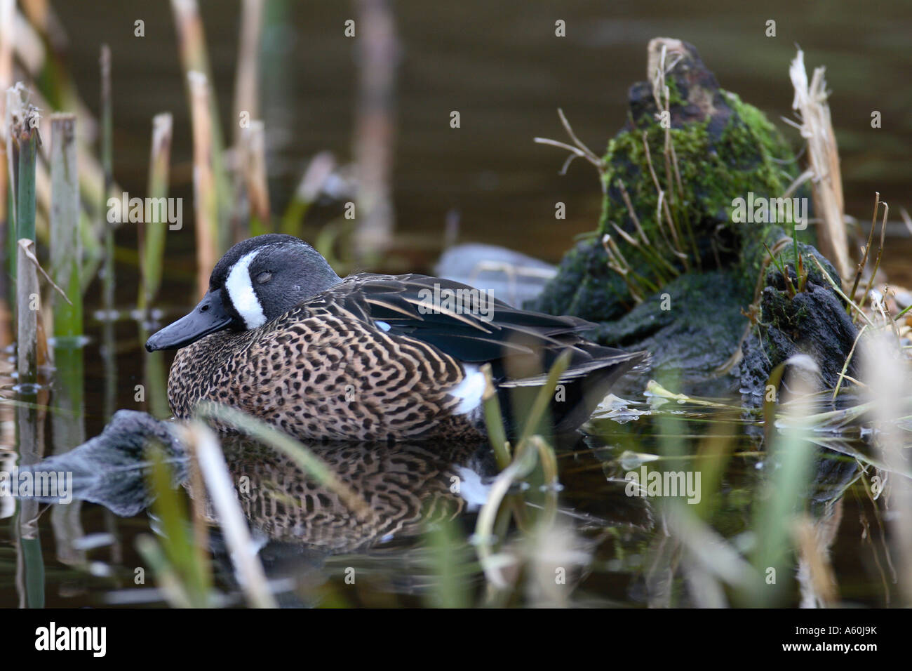Baikal teal duck hi-res stock photography and images - Alamy