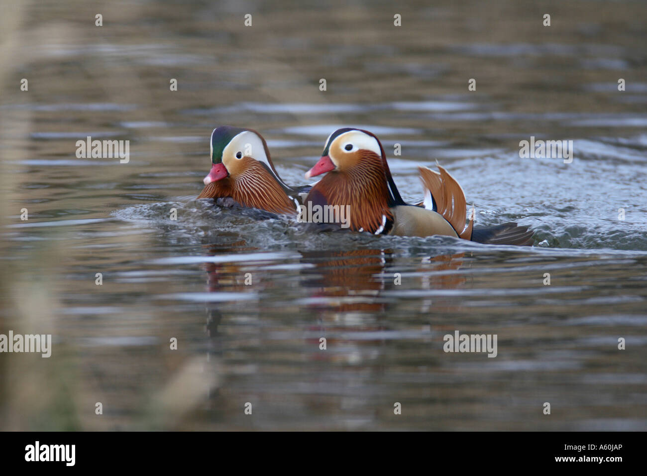 MANDARIN DUCK AIX GALERICULATA DRAKES SWIMMING FRONT VIEW Stock Photo ...