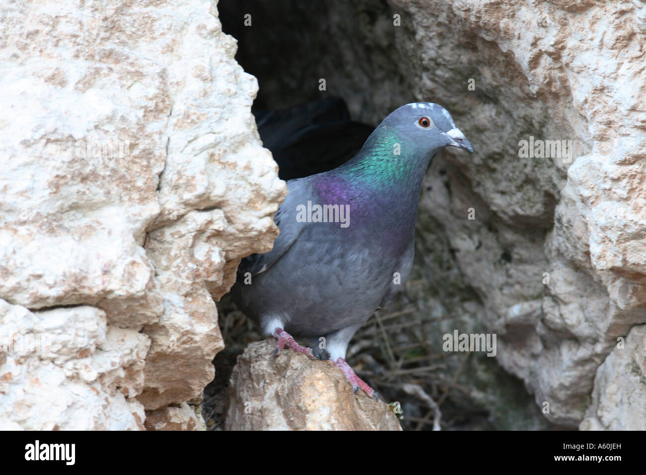FERAL PIGEON ATR NEST HOLE IN CLIFF FV Stock Photo - Alamy