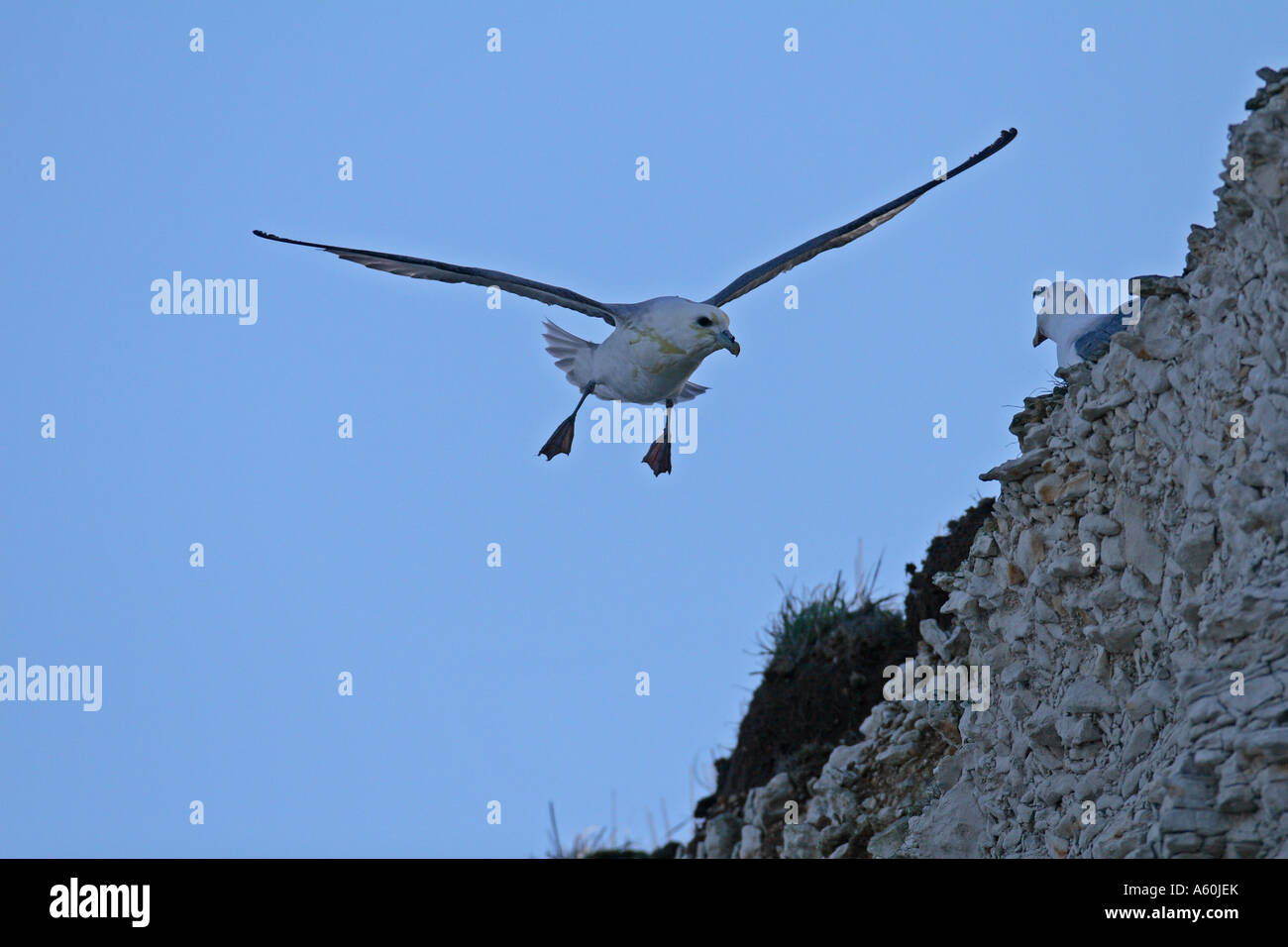 FULMAR FULMARIS GLACIALIS FLYING TO MATE ON CLIFF Stock Photo - Alamy