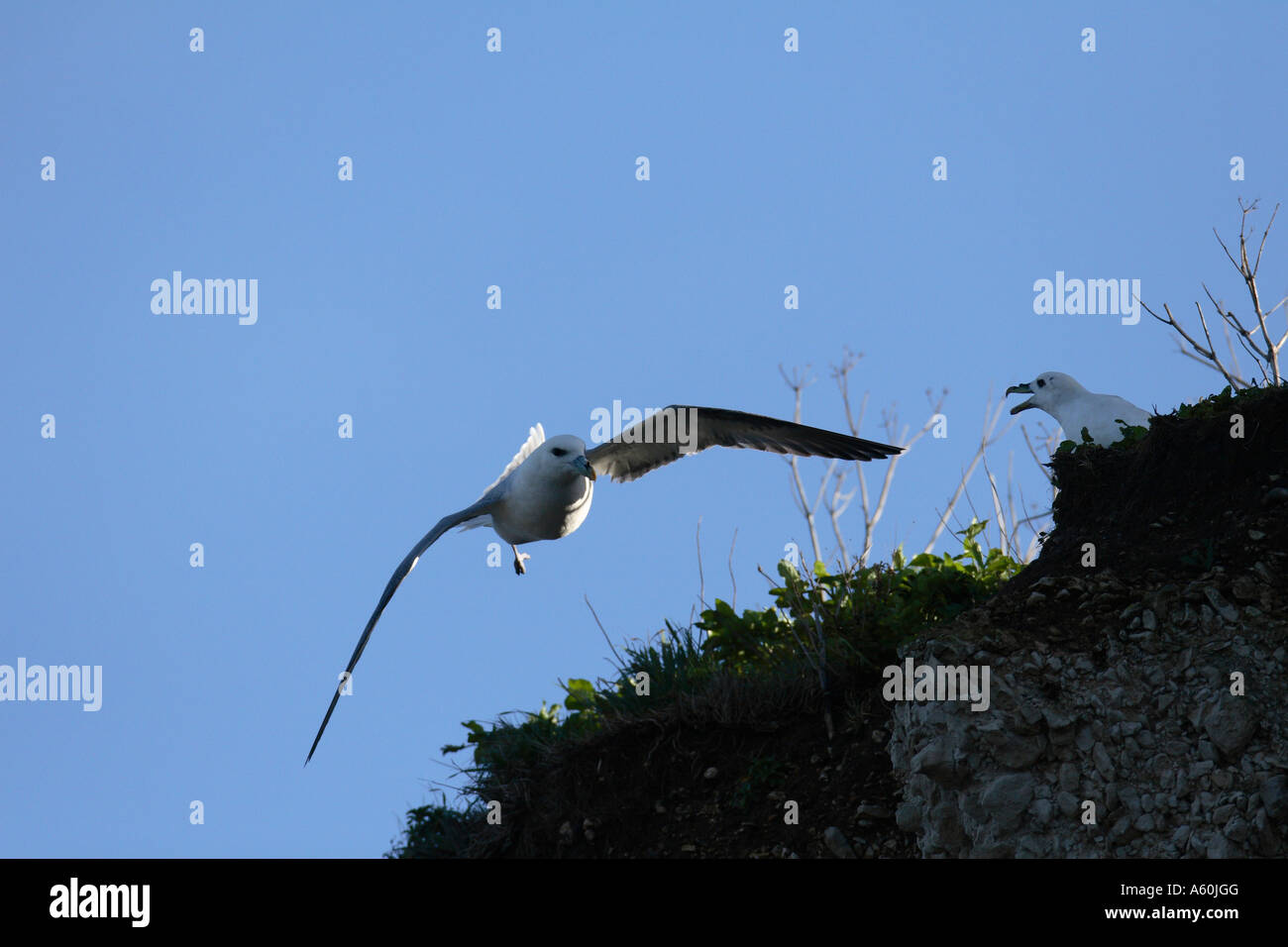 FULMAR FULMARIS GLACIALIS FLYING TO MATE ON CLIFF Stock Photo - Alamy