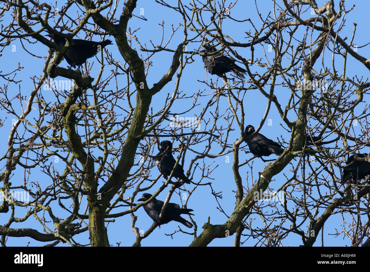 ROOK CORVUS FRUGILEGUS AT ROOKERY Stock Photo - Alamy