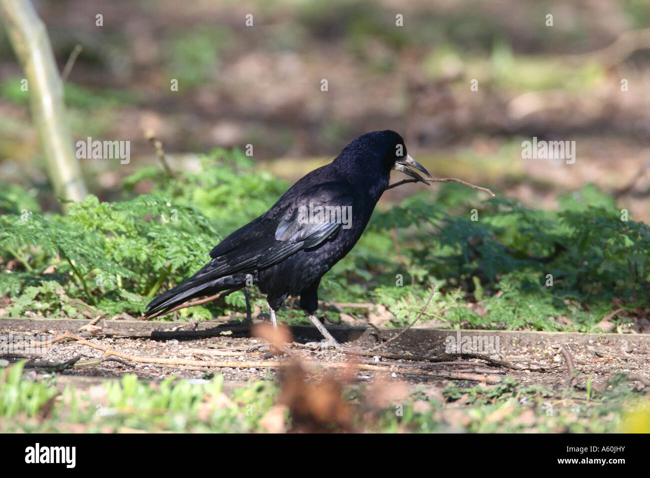 ROOK CORVUS FRUGILEGUS PICKING UP STICK FOR NEST BUILDING Stock Photo ...