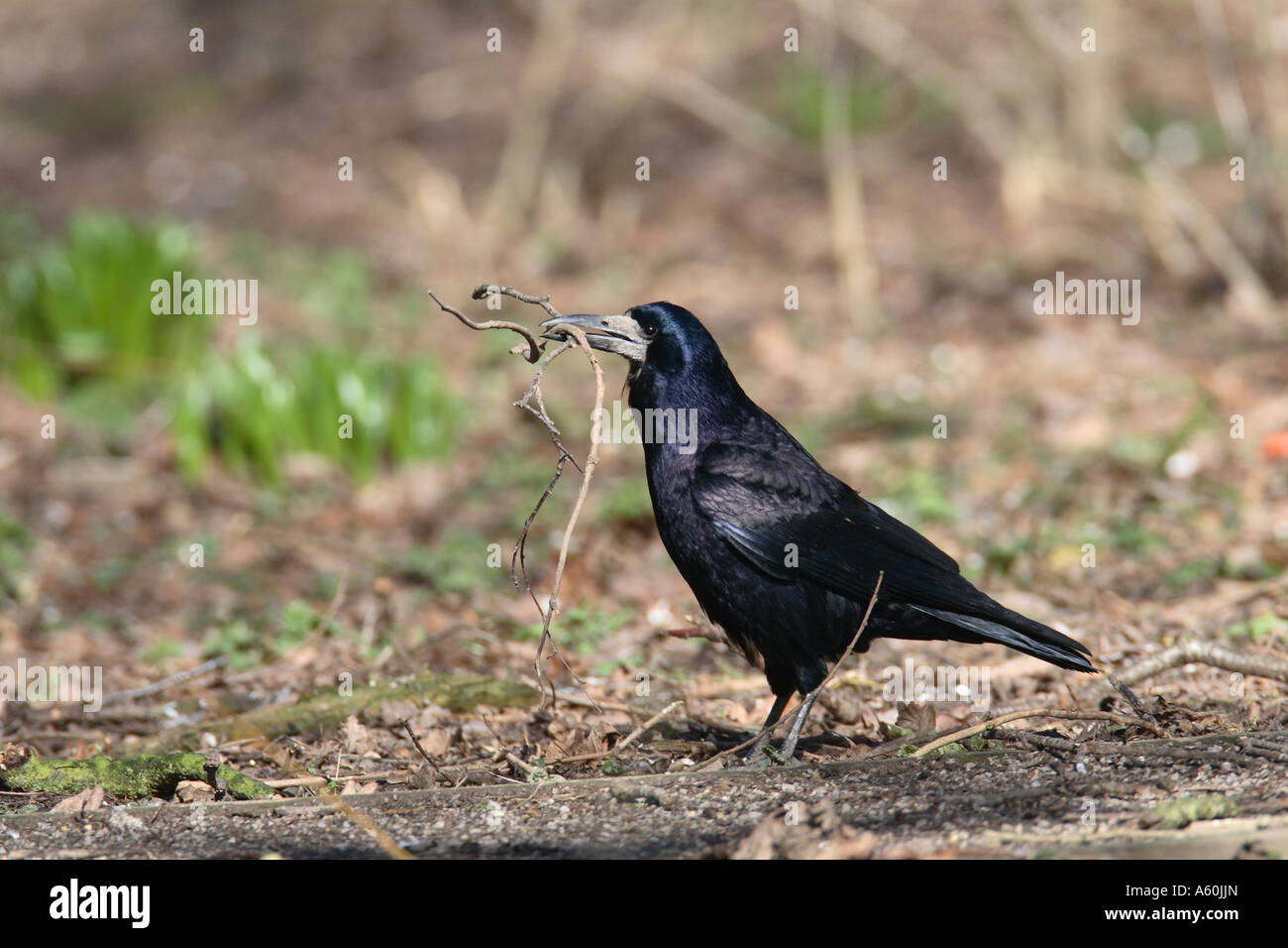 ROOK CORVUS FRUGILEGUS COLLECTING STICKS FOR NEST BUILDING Stock Photo ...