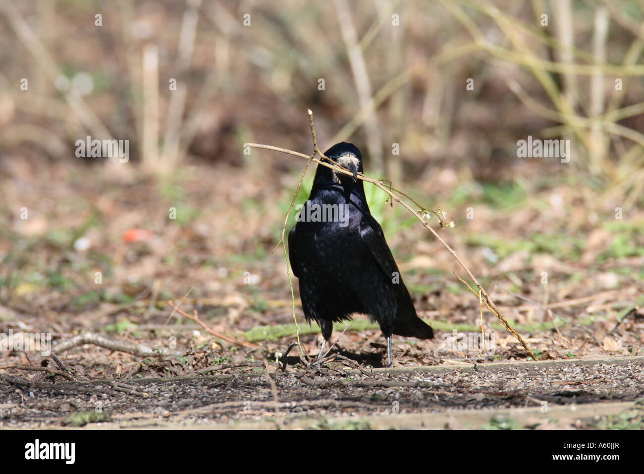 Collecting sticks hi-res stock photography and images - Alamy